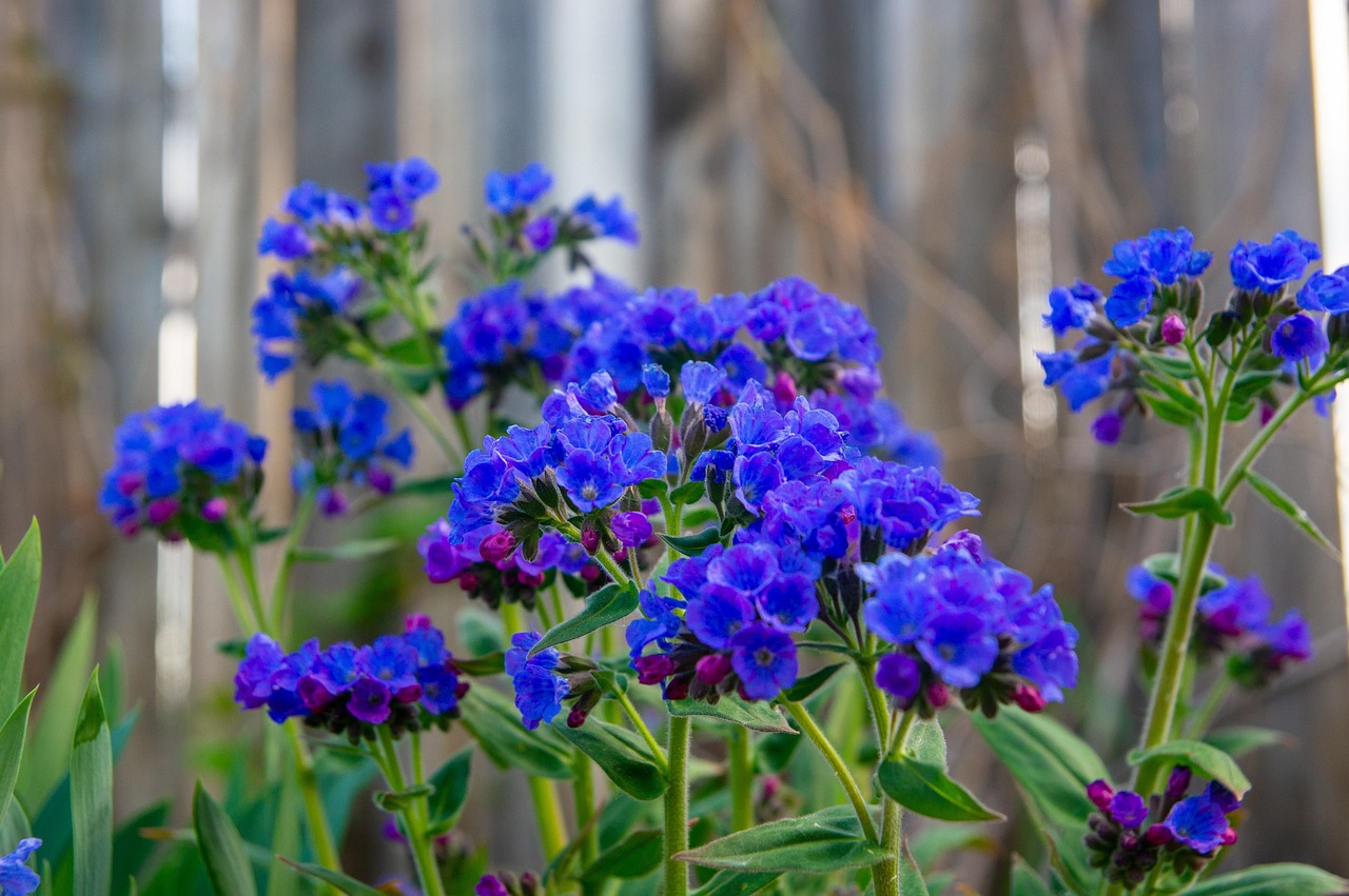 Plante Bloom Fleurs - Photo gratuite sur Pixabay - Pixabay