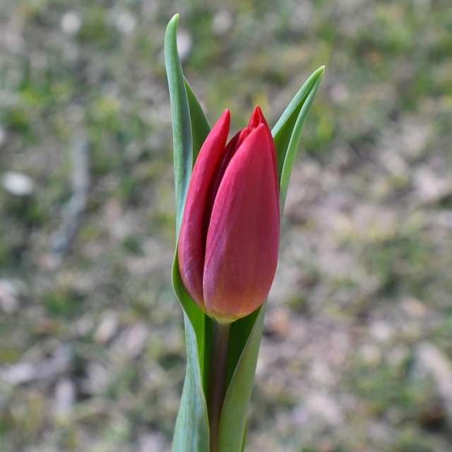 Flower Tulip Botany - Free photo on Pixabay - Pixabay