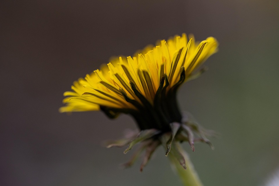 Flower Dandelion - Free photo on Pixabay
