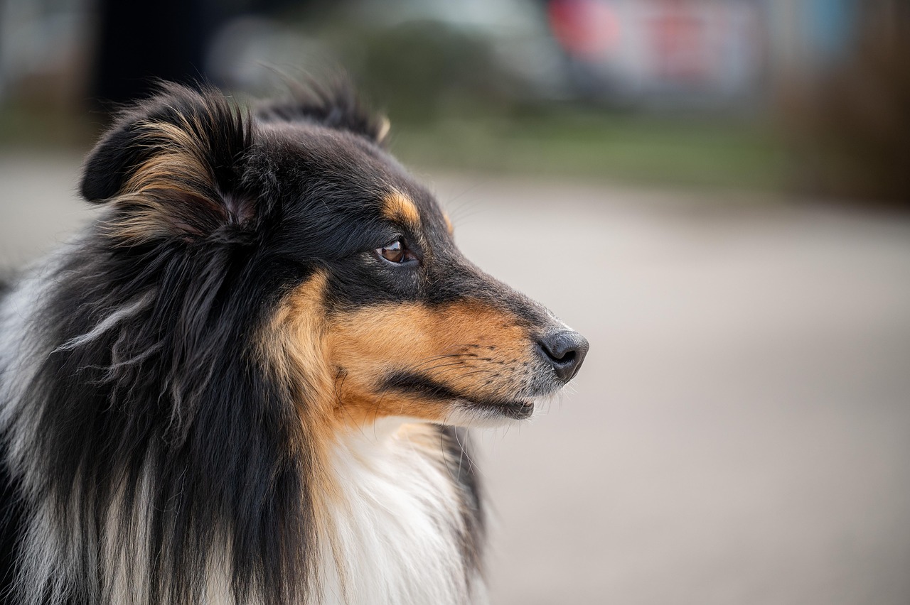 1,000+ Free Sheepdog & Shetland Sheepdog Images - Pixabay