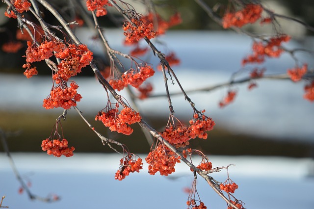 Neve Árvore Fruta - Foto gratuita no Pixabay - Pixabay