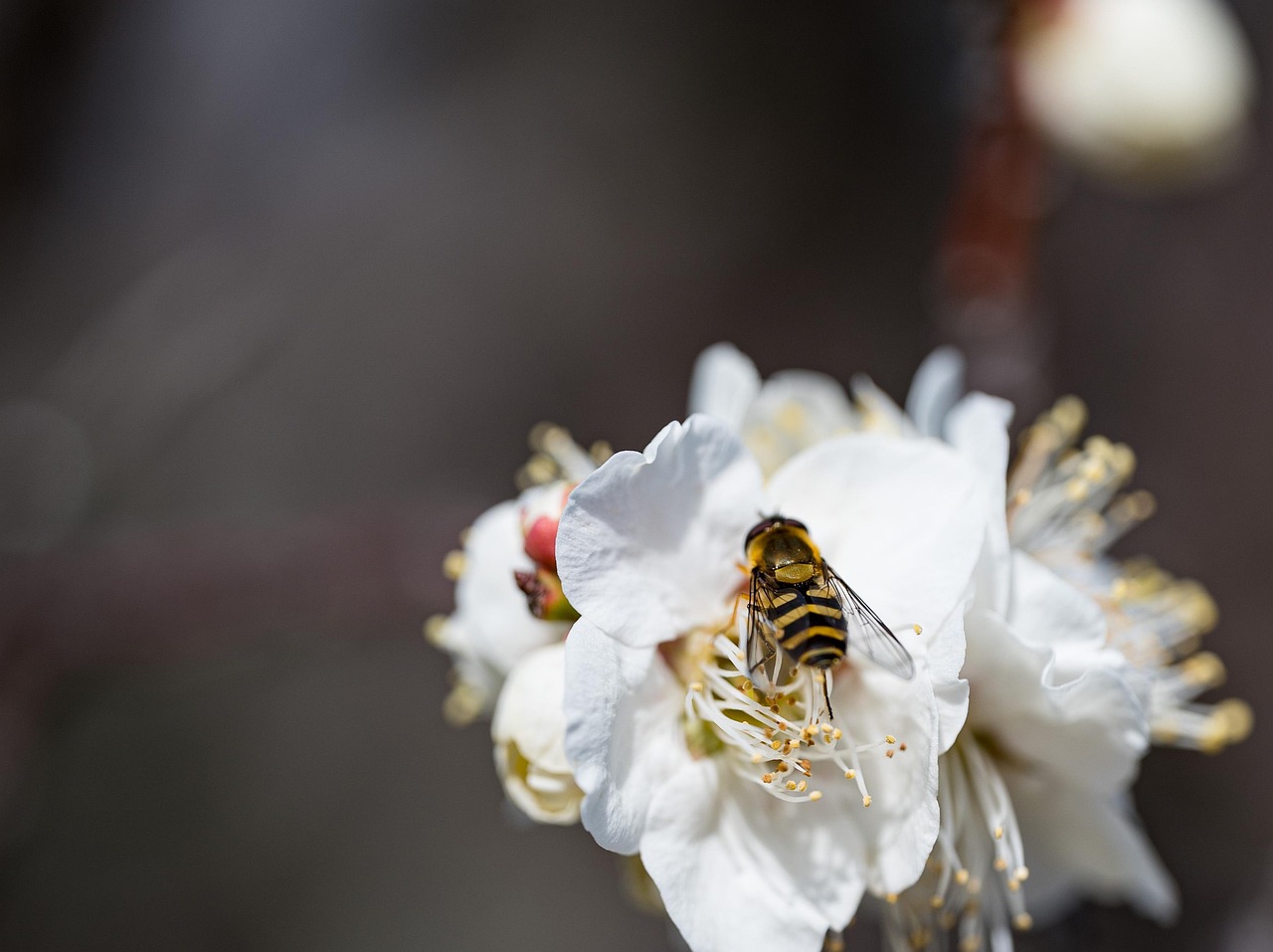 Bunga Prem Lebah Penyerbukan - Foto gratis di Pixabay - Pixabay