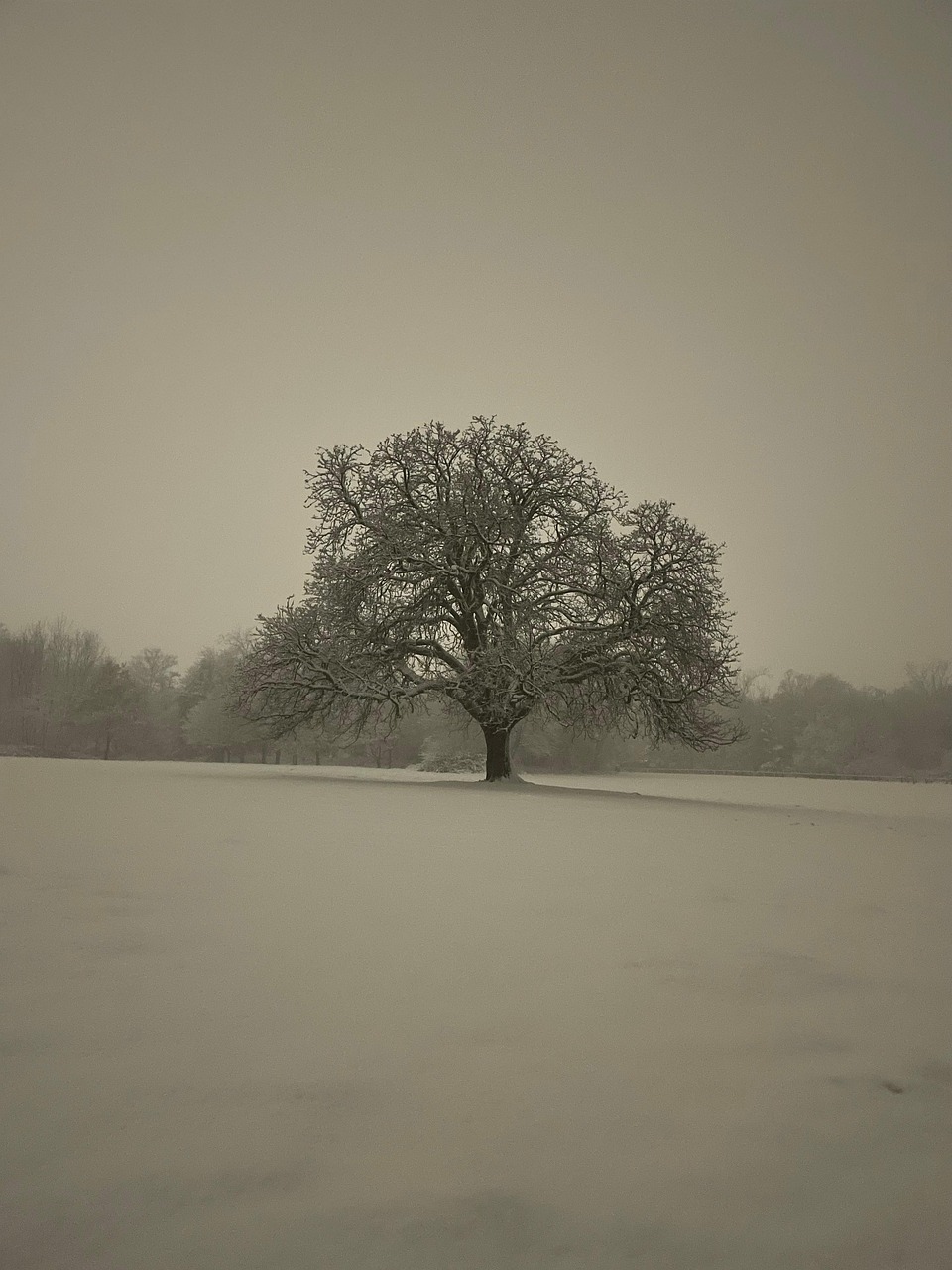 Hiver Neige Arbre - Photo gratuite sur Pixabay - Pixabay