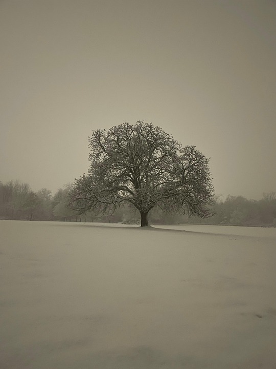Winter Schnee Baum - Kostenloses Foto auf Pixabay - Pixabay