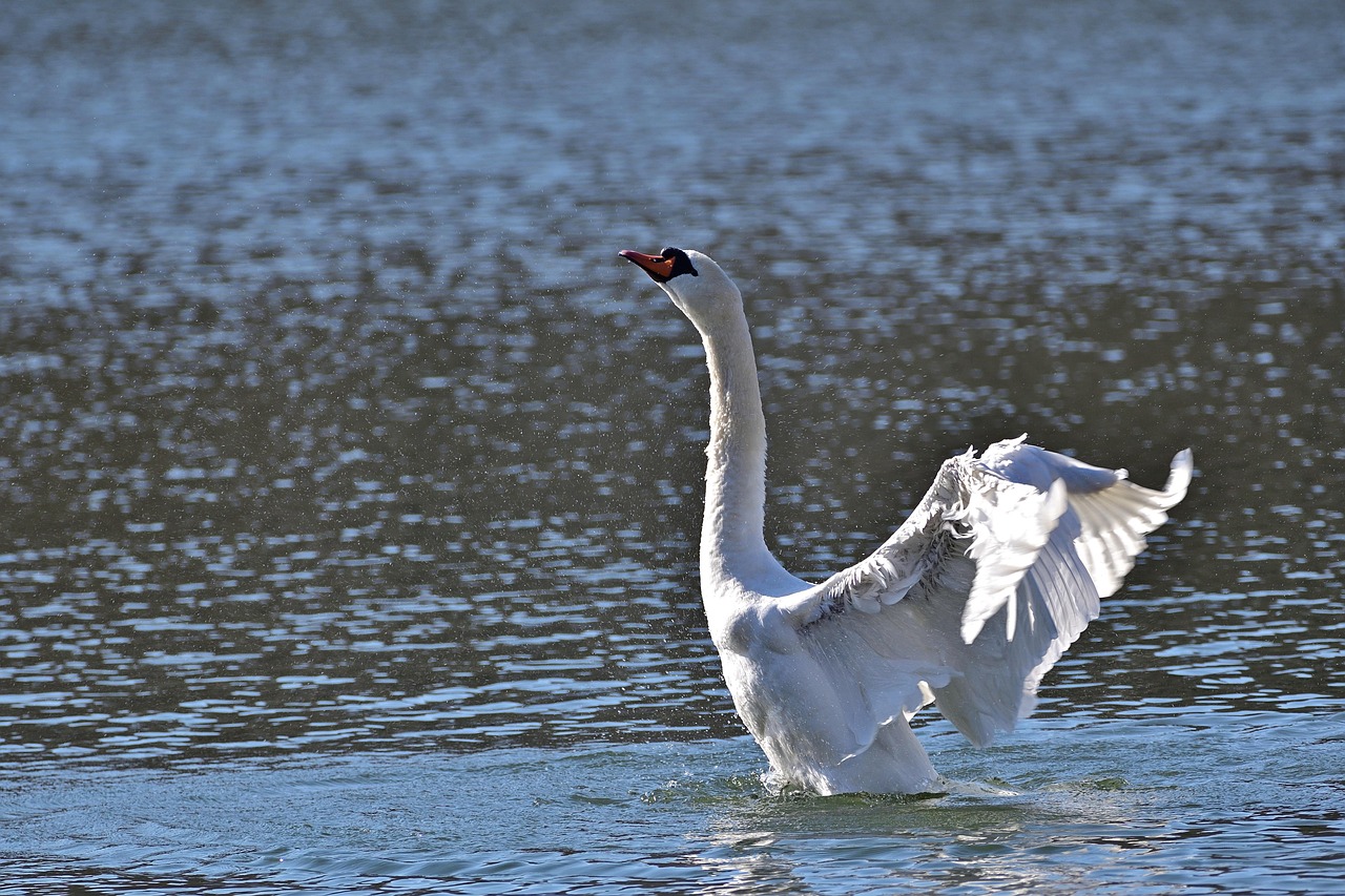 Mute Swan Bird - Free photo on Pixabay - Pixabay