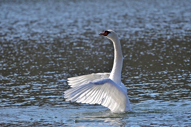Cisne Pájaro Animal - Foto gratis en Pixabay - Pixabay