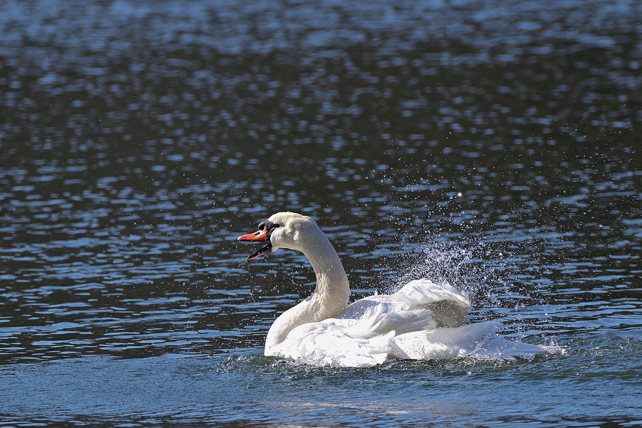 10,000+ Free Swan & Nature Images - Pixabay