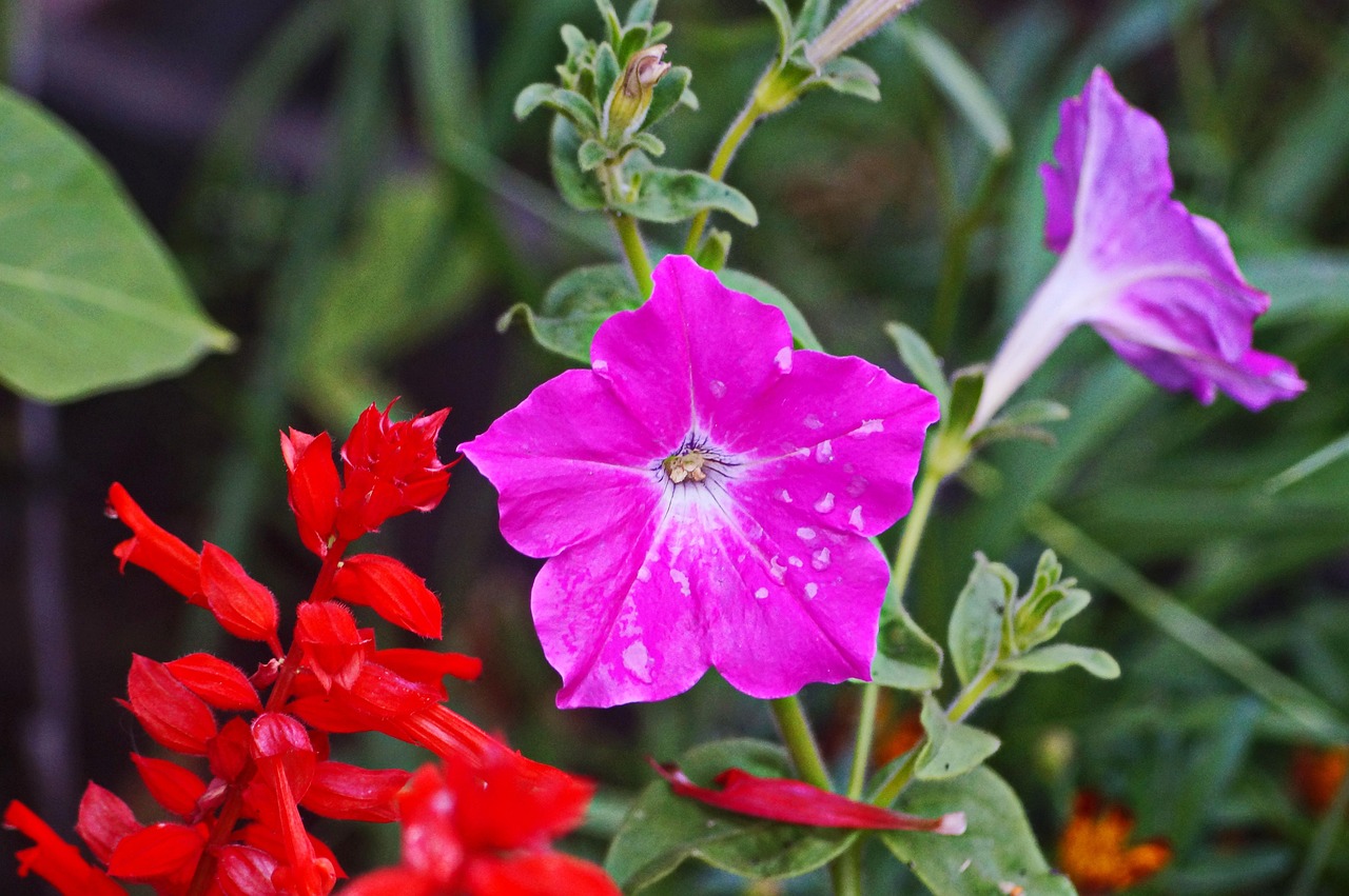Plante Bloom Fleurs - Photo gratuite sur Pixabay - Pixabay