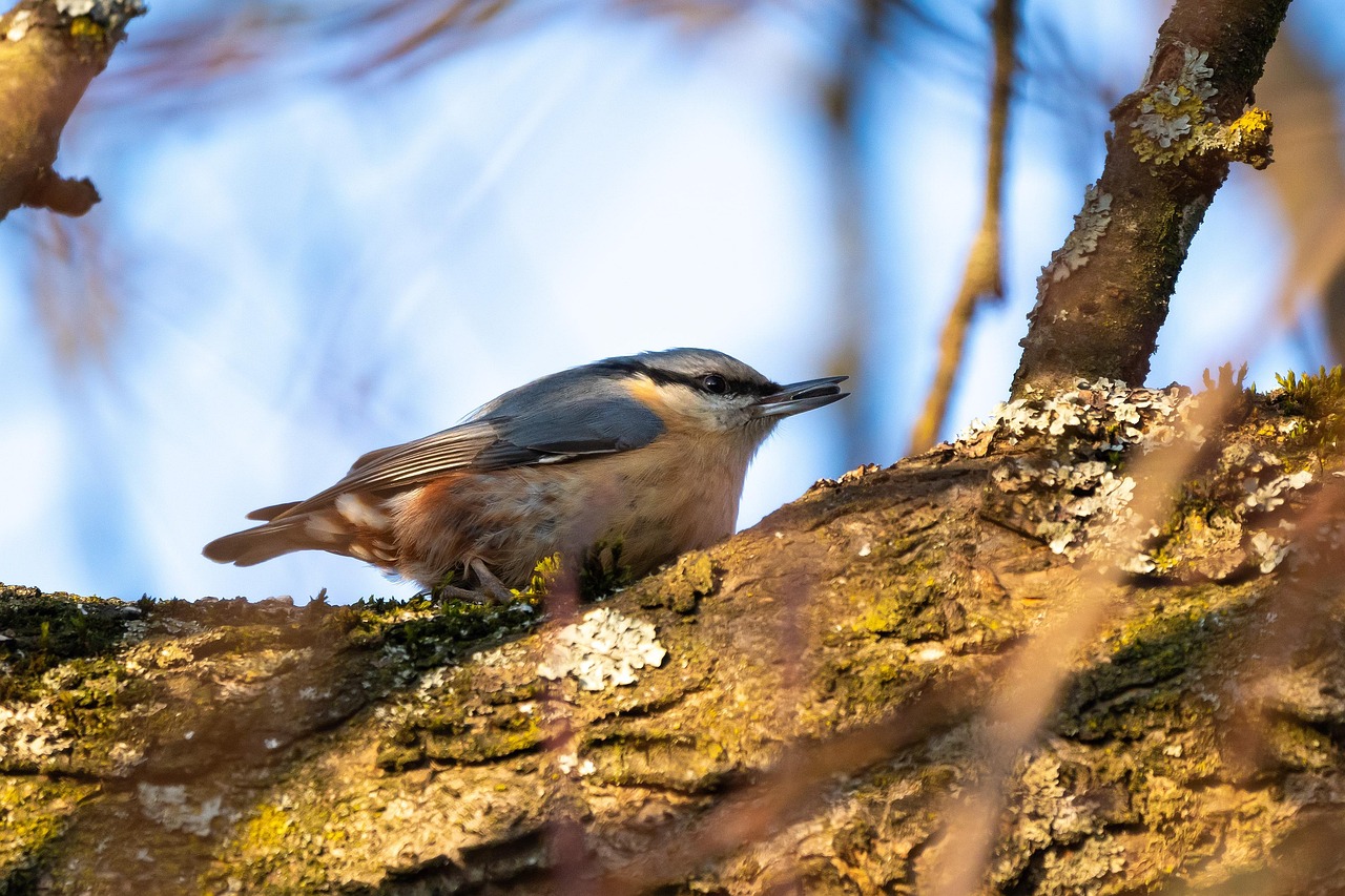 Bird Nuthatch Branch - Free photo on Pixabay