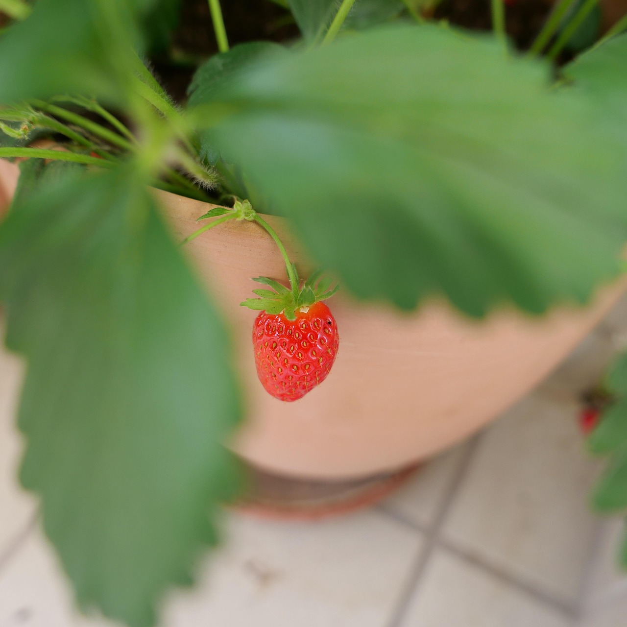 Erdbeere Wand Beeren - Kostenloses Foto auf Pixabay - Pixabay