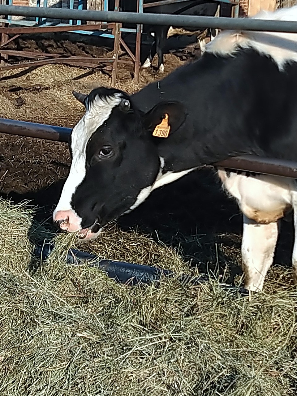 Vache Cultiver Paralyser - Photo gratuite sur Pixabay - Pixabay