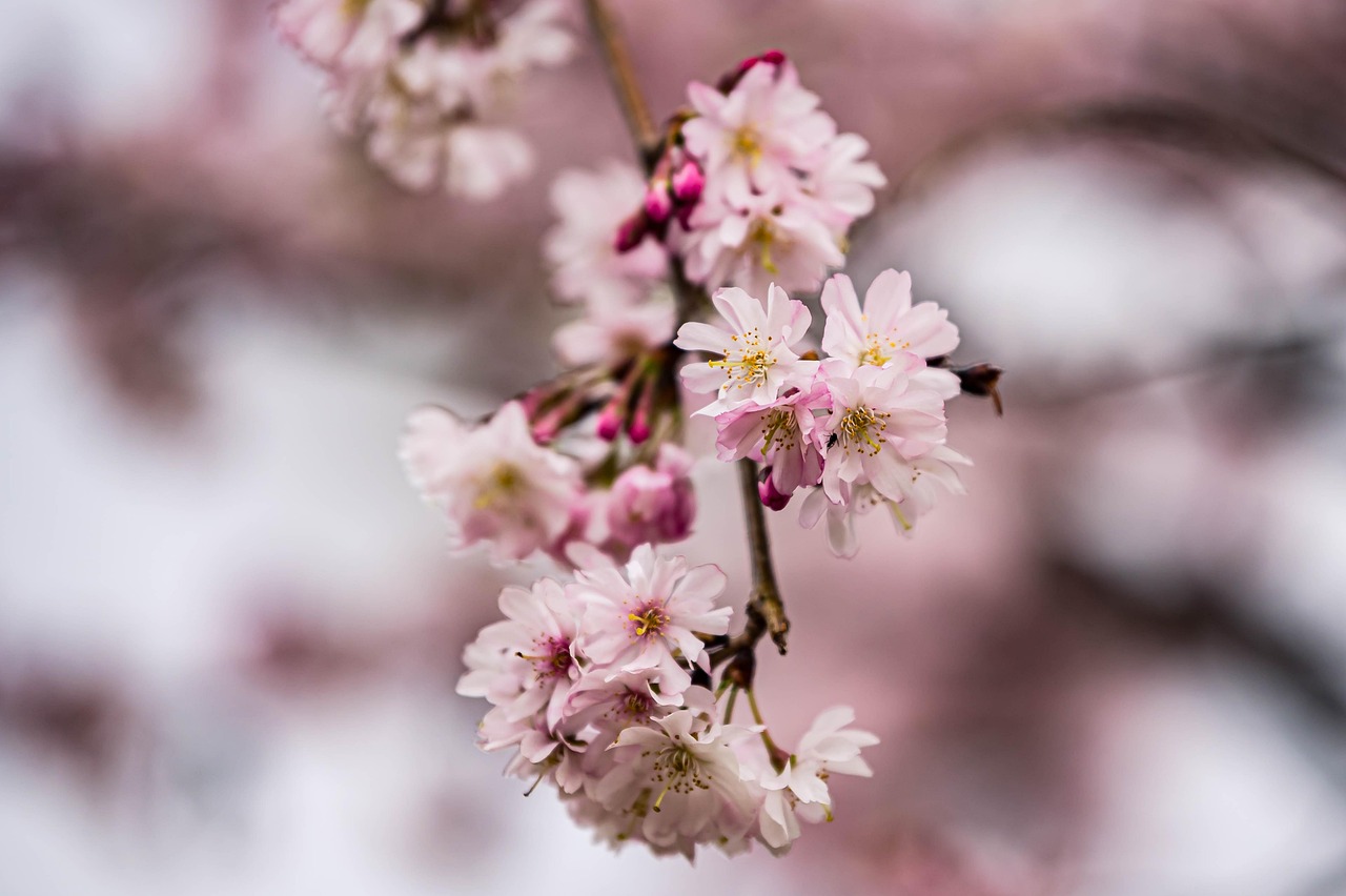 Cherry Blossom Bunga Bunga Musim Foto Gratis Di Pixabay Pixabay