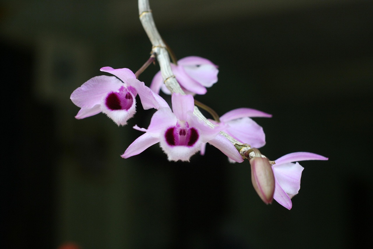 Orchidée Fleur Pétales - Photo gratuite sur Pixabay - Pixabay