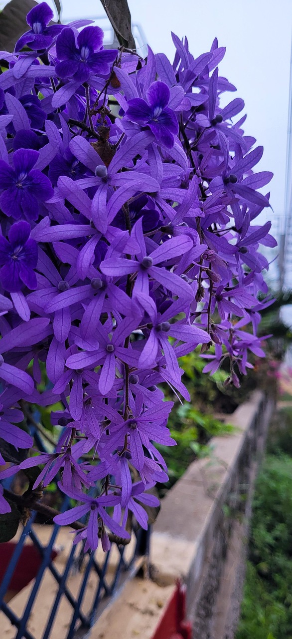 Flower Purple - Free photo on Pixabay - Pixabay