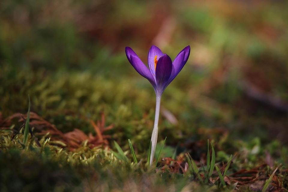 Flower Crocus Petals - Free photo on Pixabay