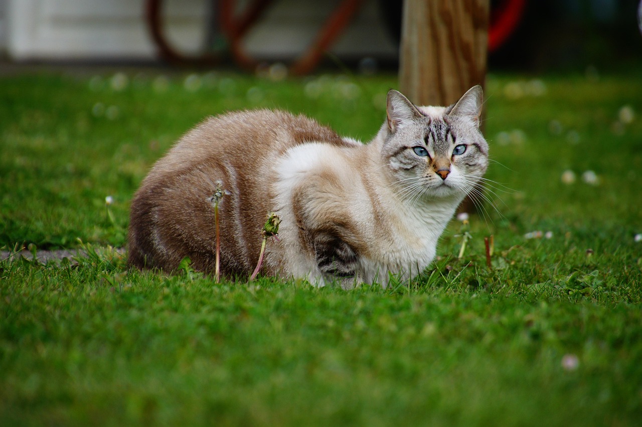 Katt Polisonger Kattdjur - Gratis foto på Pixabay - Pixabay
