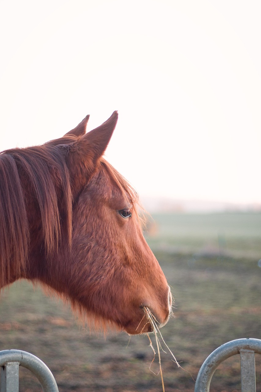 Animal Caballo Melena - Foto gratis en Pixabay - Pixabay