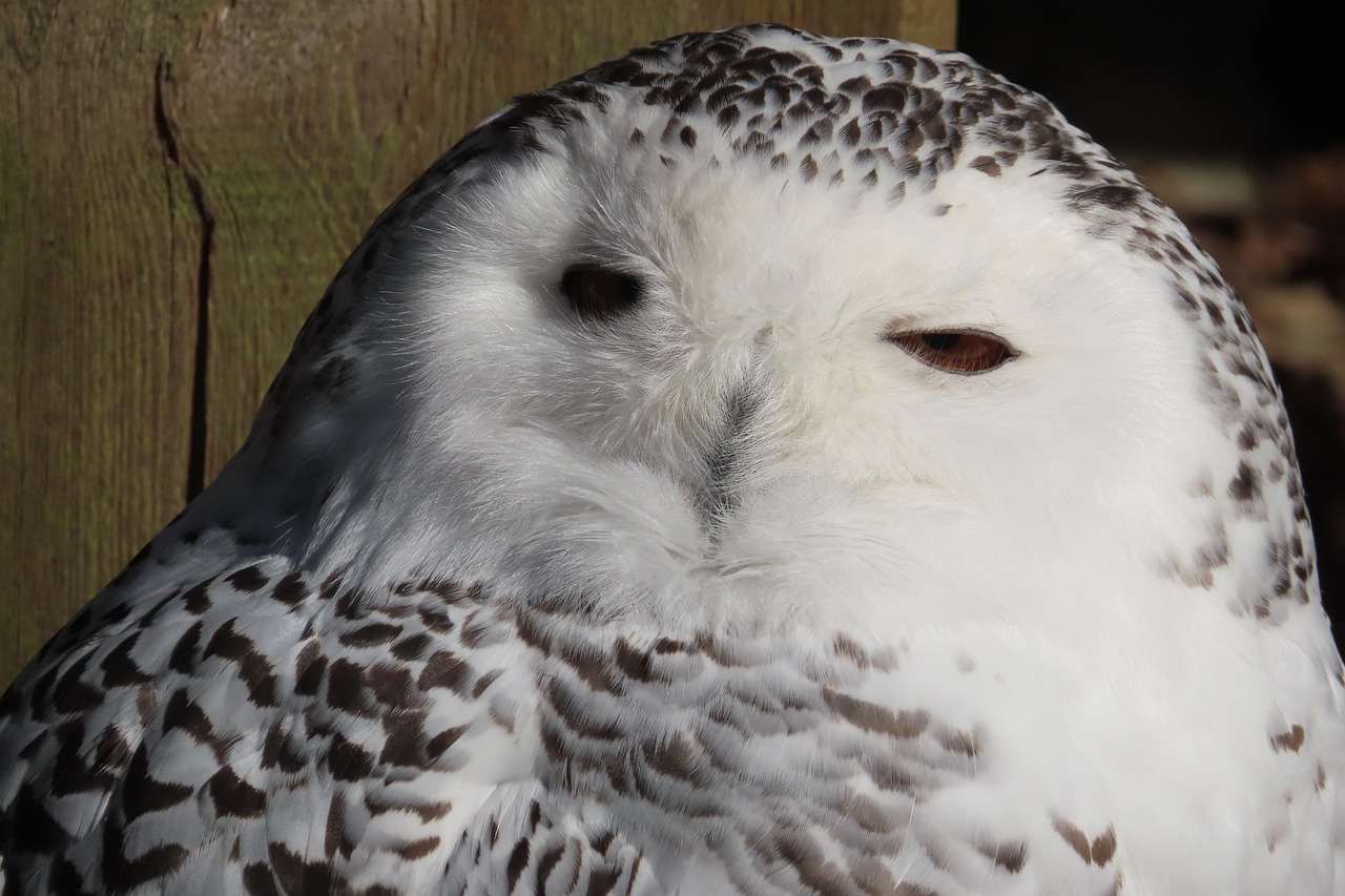 Snowy Owl Wildlife - Free photo on Pixabay - Pixabay