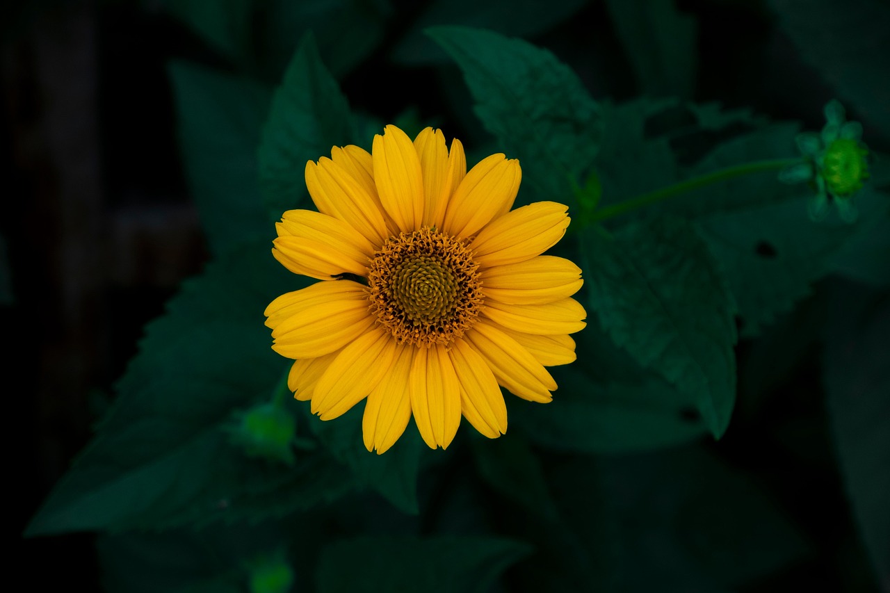 Discover and download free images - Pixabay