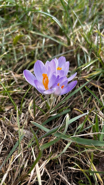 Crocus Fleur - Photo gratuite sur Pixabay - Pixabay