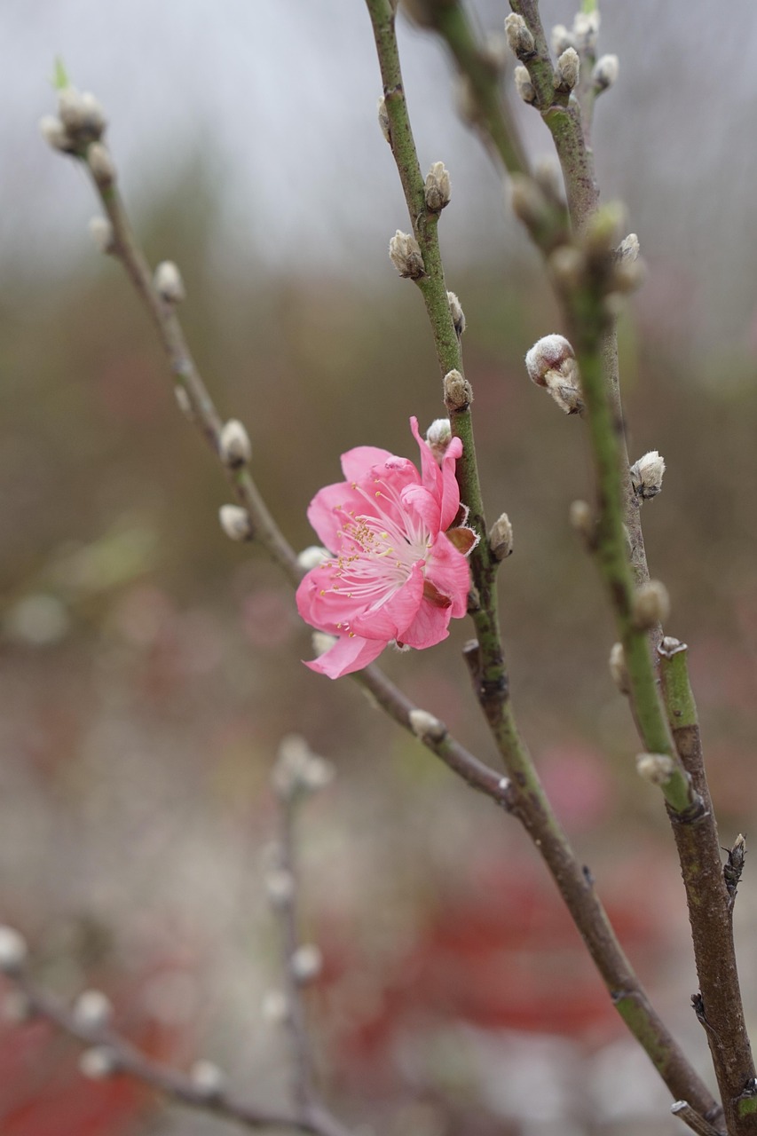 Fleur De Pêche Bourgeons - Photo gratuite sur Pixabay - Pixabay