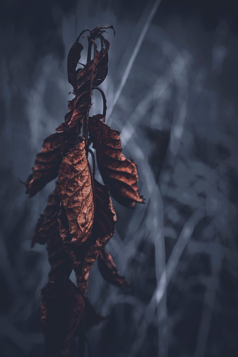 Autumn Atmosphere Colors - Free photo on Pixabay