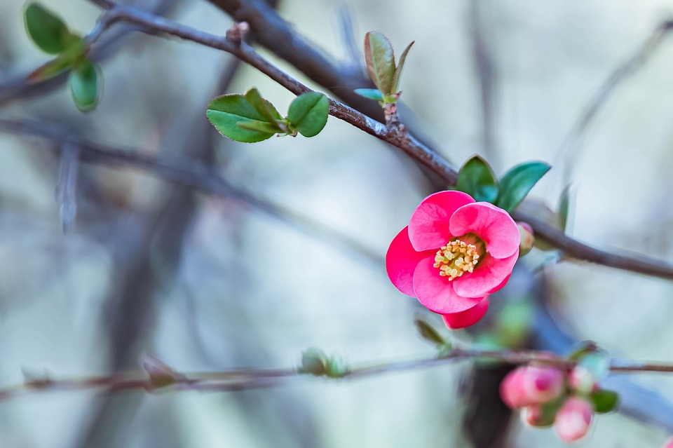 Fleur De Pêche Fleurs Cerisier - Photo gratuite sur Pixabay