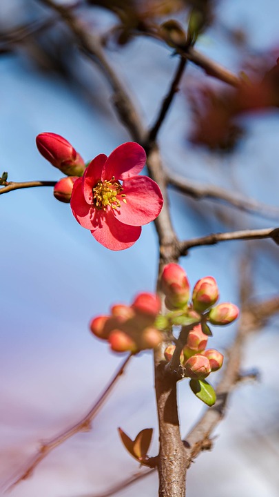 Fleurs De Pêche Roses - Photo gratuite sur Pixabay