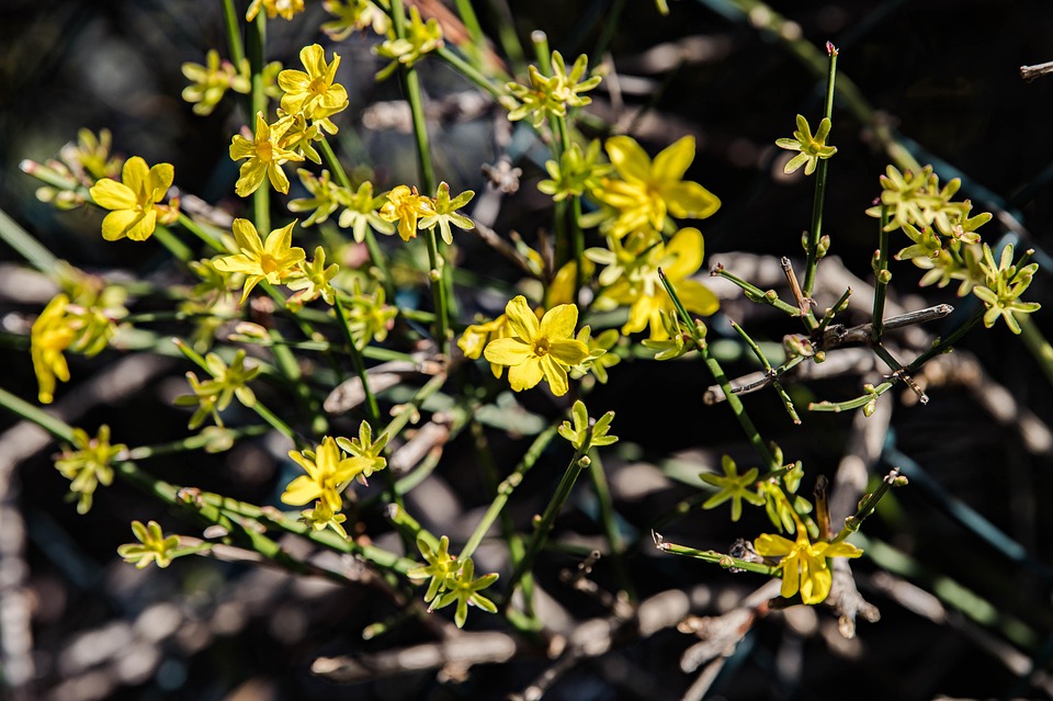 Yellow Wildflowers Flowers - Free photo on Pixabay