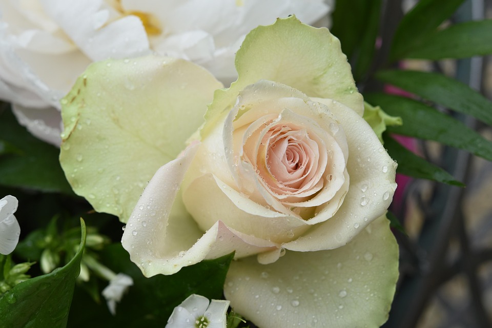 White Rose Flower - Free photo on Pixabay - Pixabay