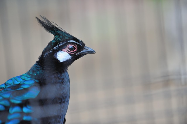 Bird Peacock Beak - Free photo on Pixabay