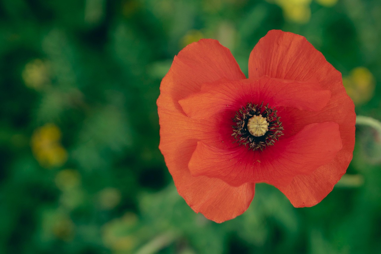 Poppy Flower Plant Red - Free photo on Pixabay - Pixabay