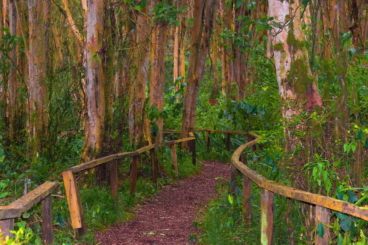 Nature Hall To Walk - Free photo on Pixabay