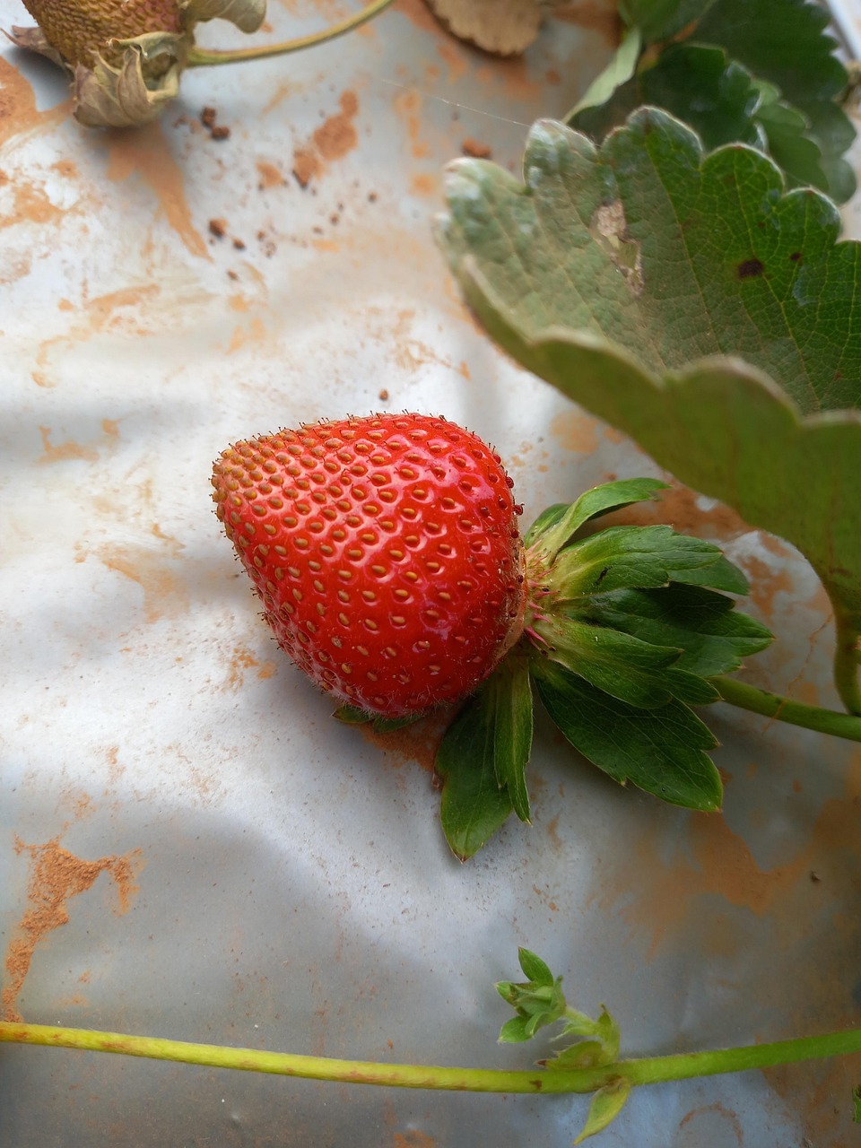Stroberi Buah Organik - Foto gratis di Pixabay - Pixabay
