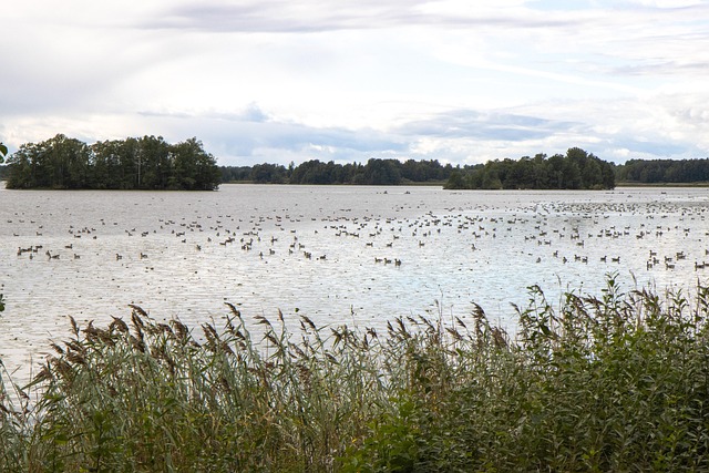 Lago Patos Animais - Foto gratuita no Pixabay - Pixabay