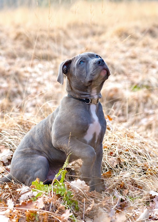 Pit Bull Perro Cachorro - Foto gratis en Pixabay - Pixabay