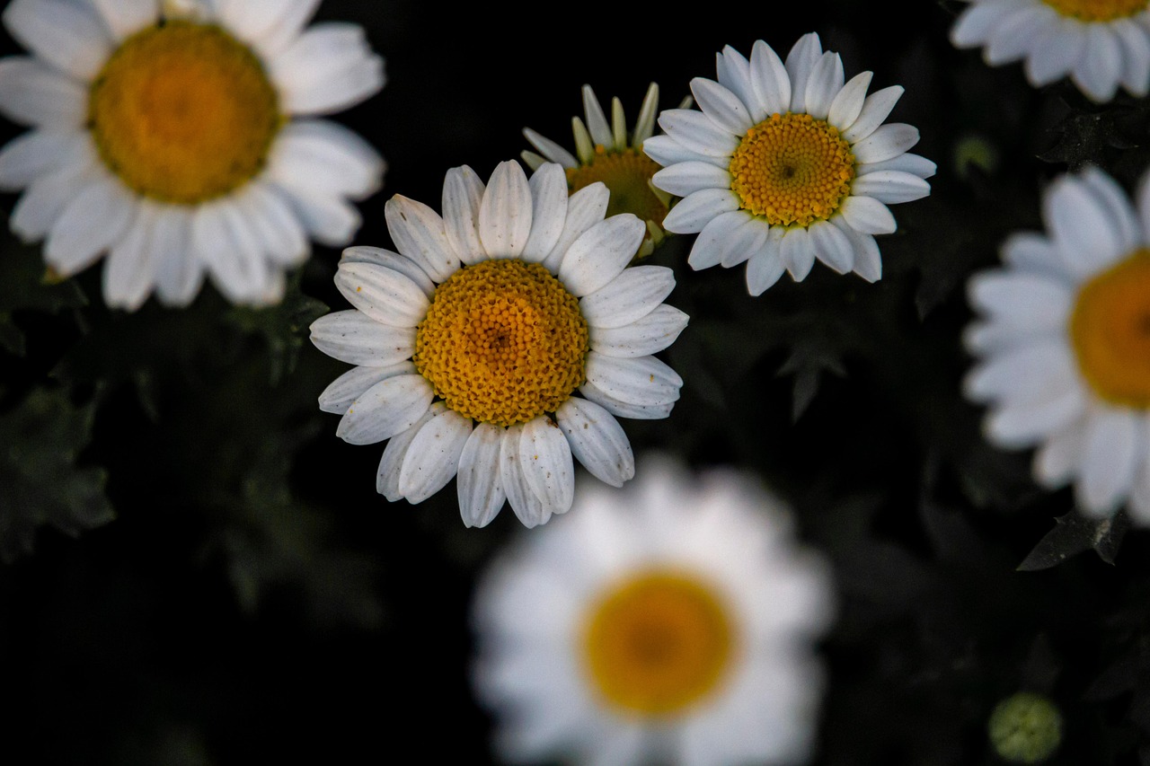 Bunga-Bunga Bloom Mekar - Foto gratis di Pixabay - Pixabay