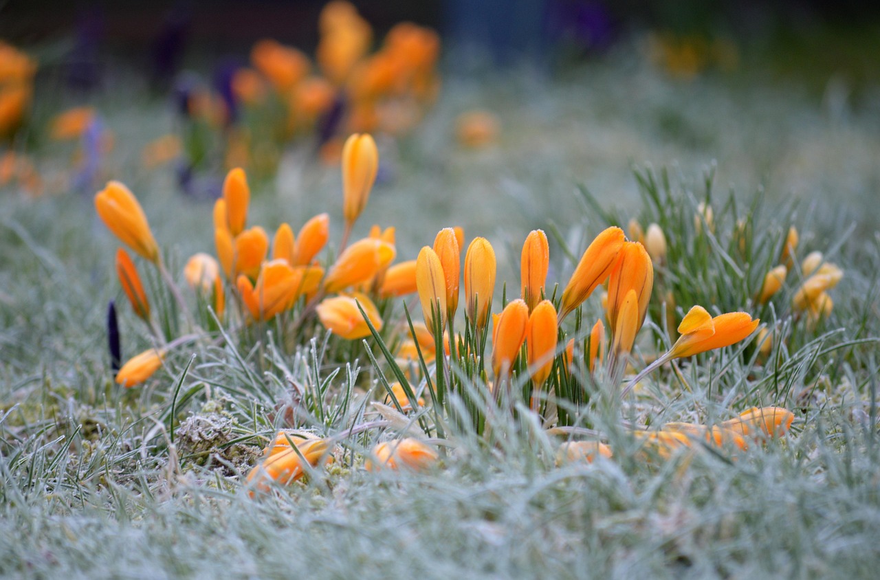 Flower Crocuses Blooms - Free photo on Pixabay
