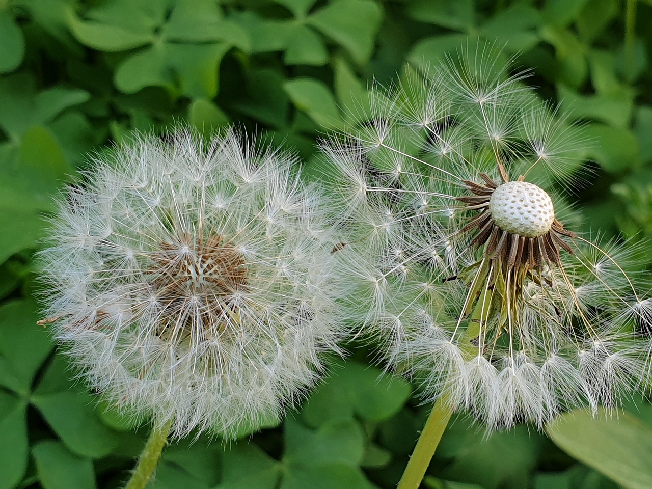 Puff Dandelion Tanaman Liar - Foto gratis di Pixabay - Pixabay