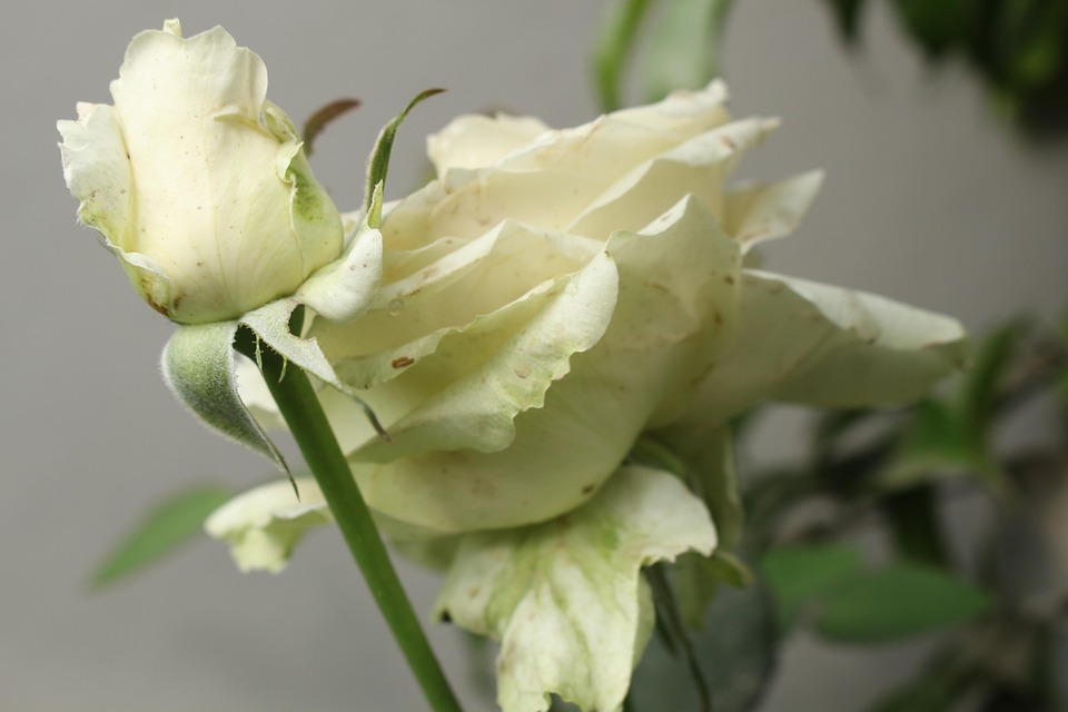 Fleurs De Rose Blanche - Photo gratuite sur Pixabay - Pixabay