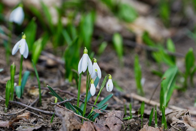 Perce-Neige Fleurs Blanches - Photo gratuite sur Pixabay