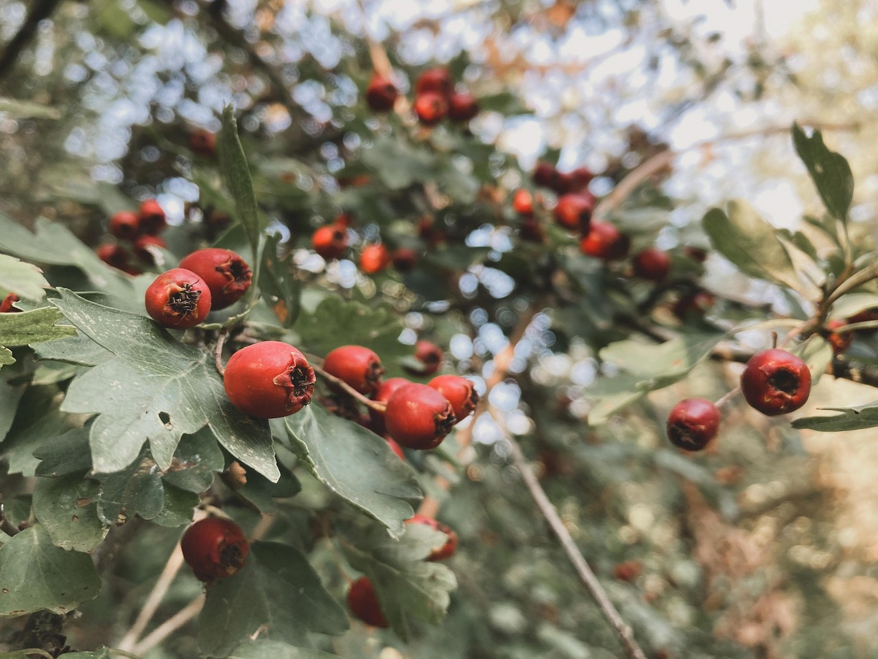 Sejenis Semak Merah Berry - Foto gratis di Pixabay - Pixabay