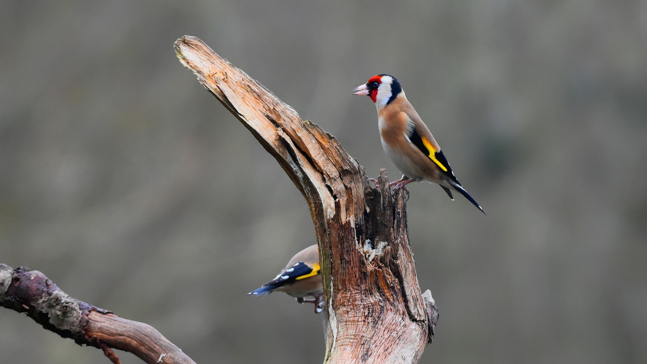 Bird Ornithology Goldfinch Wild - Free photo on Pixabay