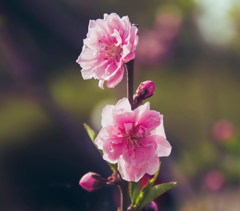 Peach Blossom Flowers Spring Pink - Free photo on Pixabay