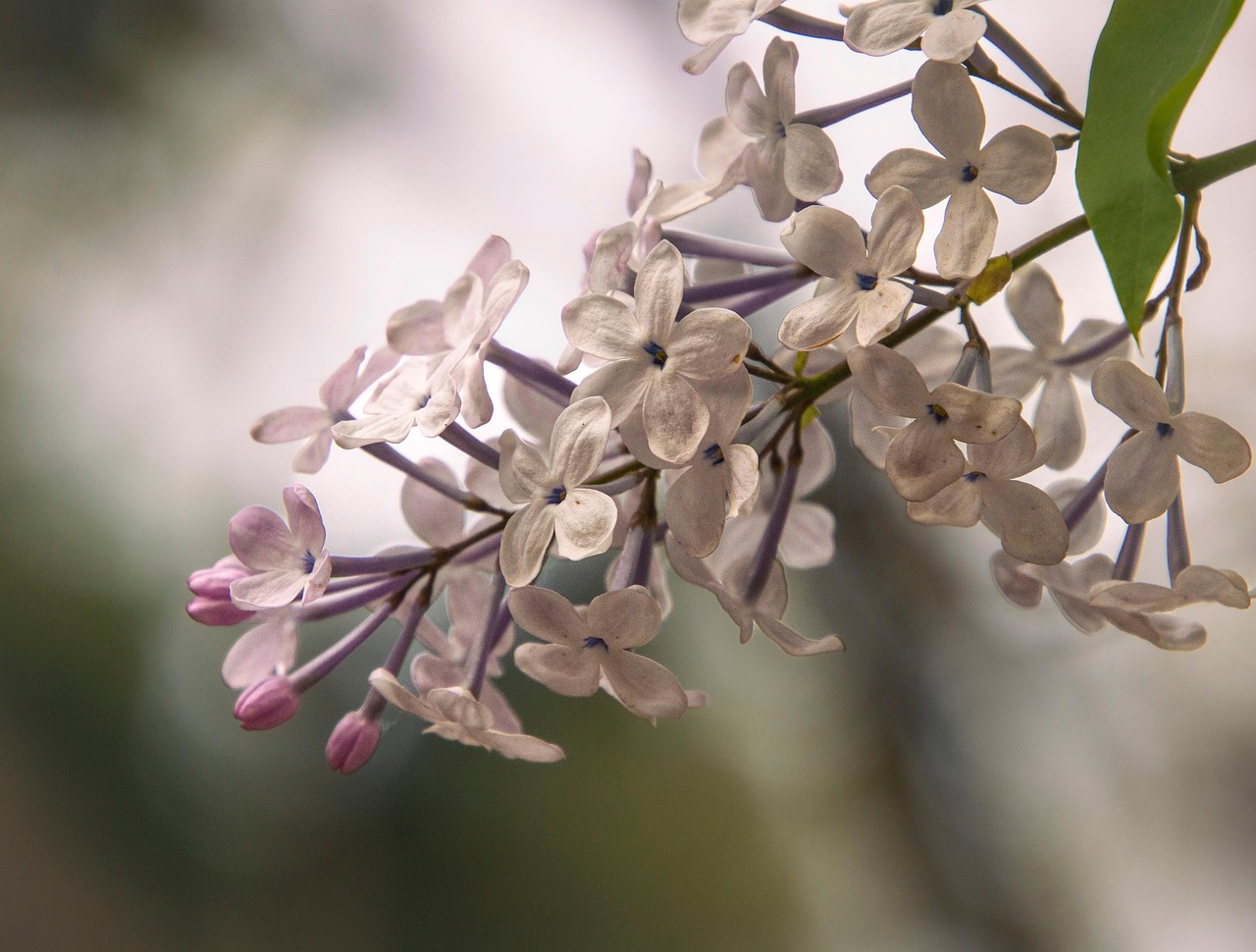 Liila Kukat Kasveja Violetit - Ilmainen valokuva Pixabayssa - Pixabay