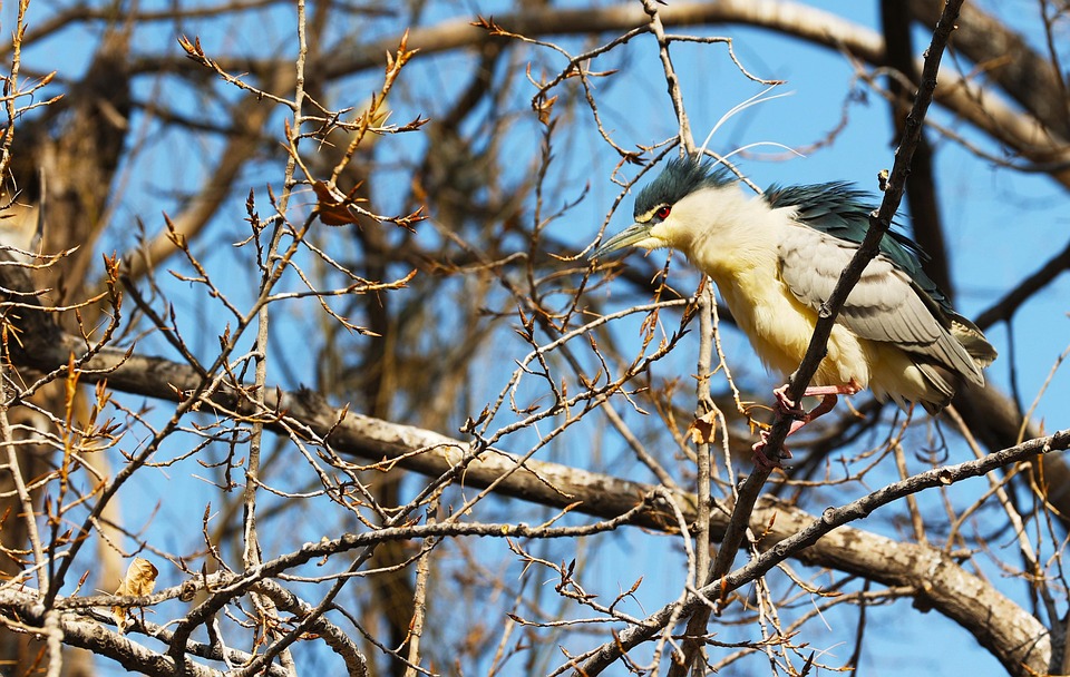 Bird Feathers Branch - Free photo on Pixabay