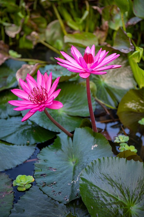 Flowers Bloom Blossom - Free photo on Pixabay