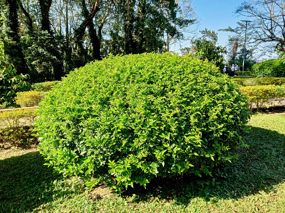 Buxus Microphylla Japonica Bijou - Photo gratuite sur Pixabay - Pixabay