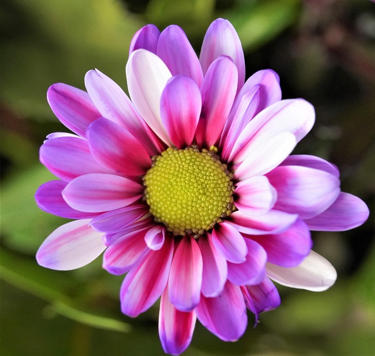 Bunga Botani Bloom - Foto gratis di Pixabay - Pixabay