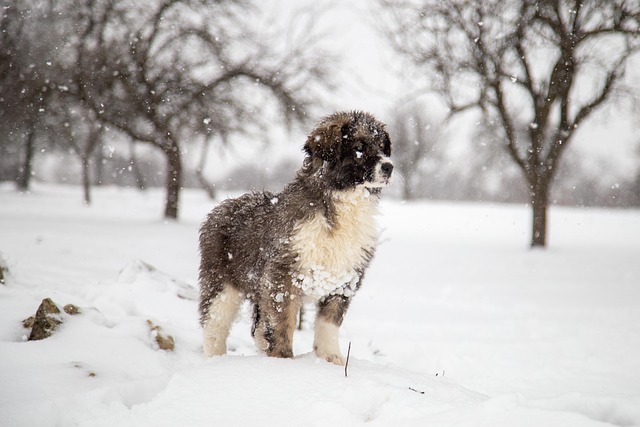 Dog Snow Snowing - Free photo on Pixabay